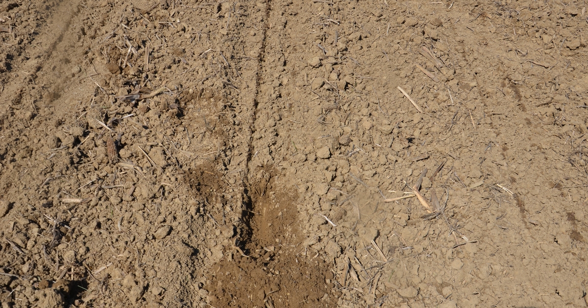 The mystery of the missing corn seed