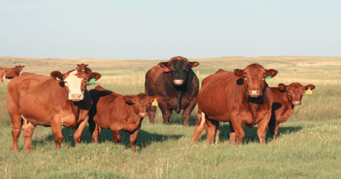 Global beef demand focus of Alabama Cow-Calf Conference | Farm Progress