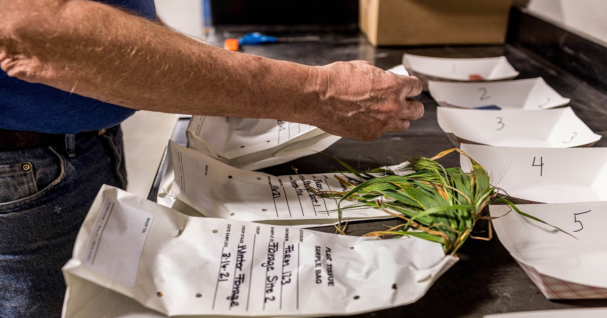 4 Reasons why you should be plant tissue testing