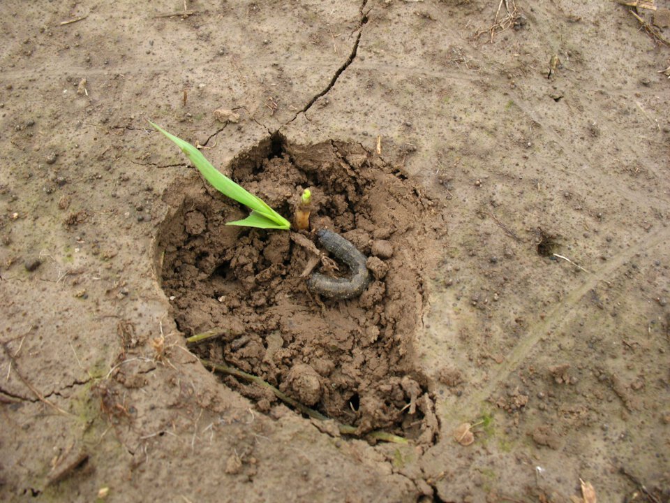 The threat of Black Cutworm in the Midwest