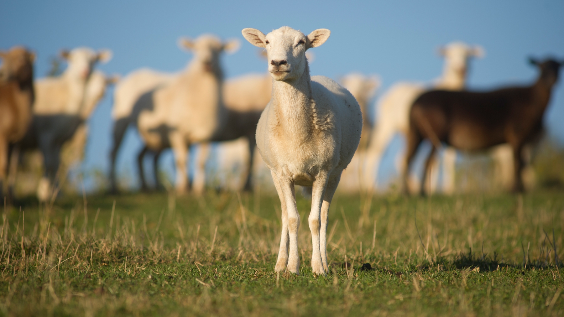 Prevent white muscle disease in sheep, goats