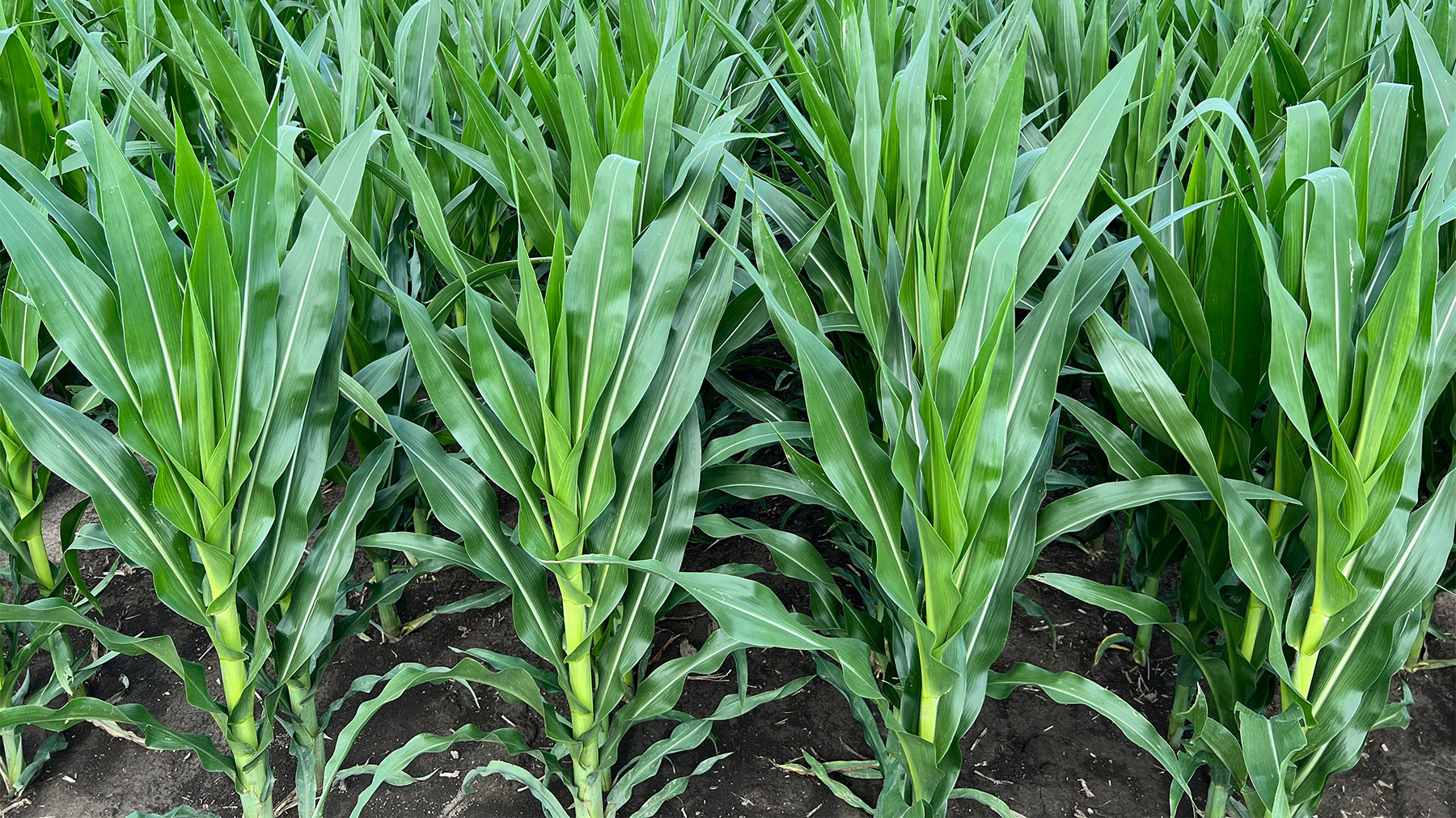 Short-stature corn management: Narrow rows, high populations key