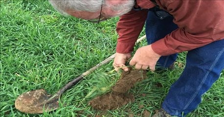 5 reasons we put 25% of our cropland in cover crops