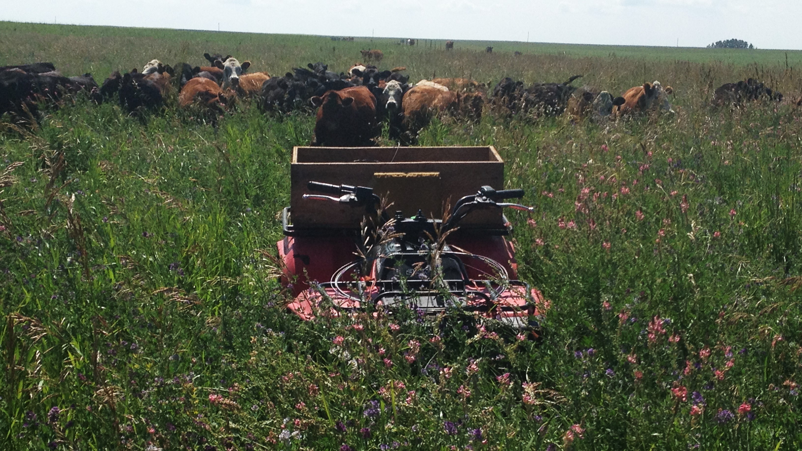 Grazing cover crops benefits livestock, soil