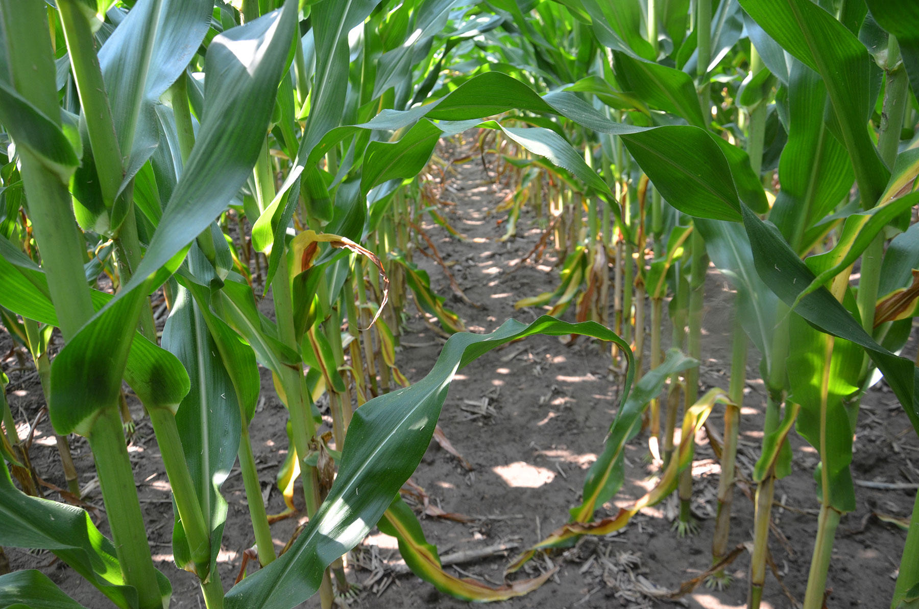 Search for signs of nitrogen deficiency