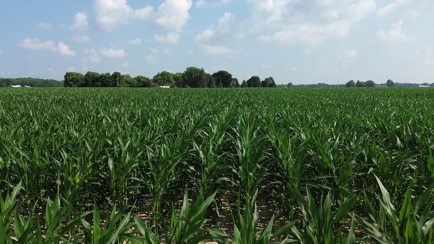 Prices expose problems in phosphorus programs