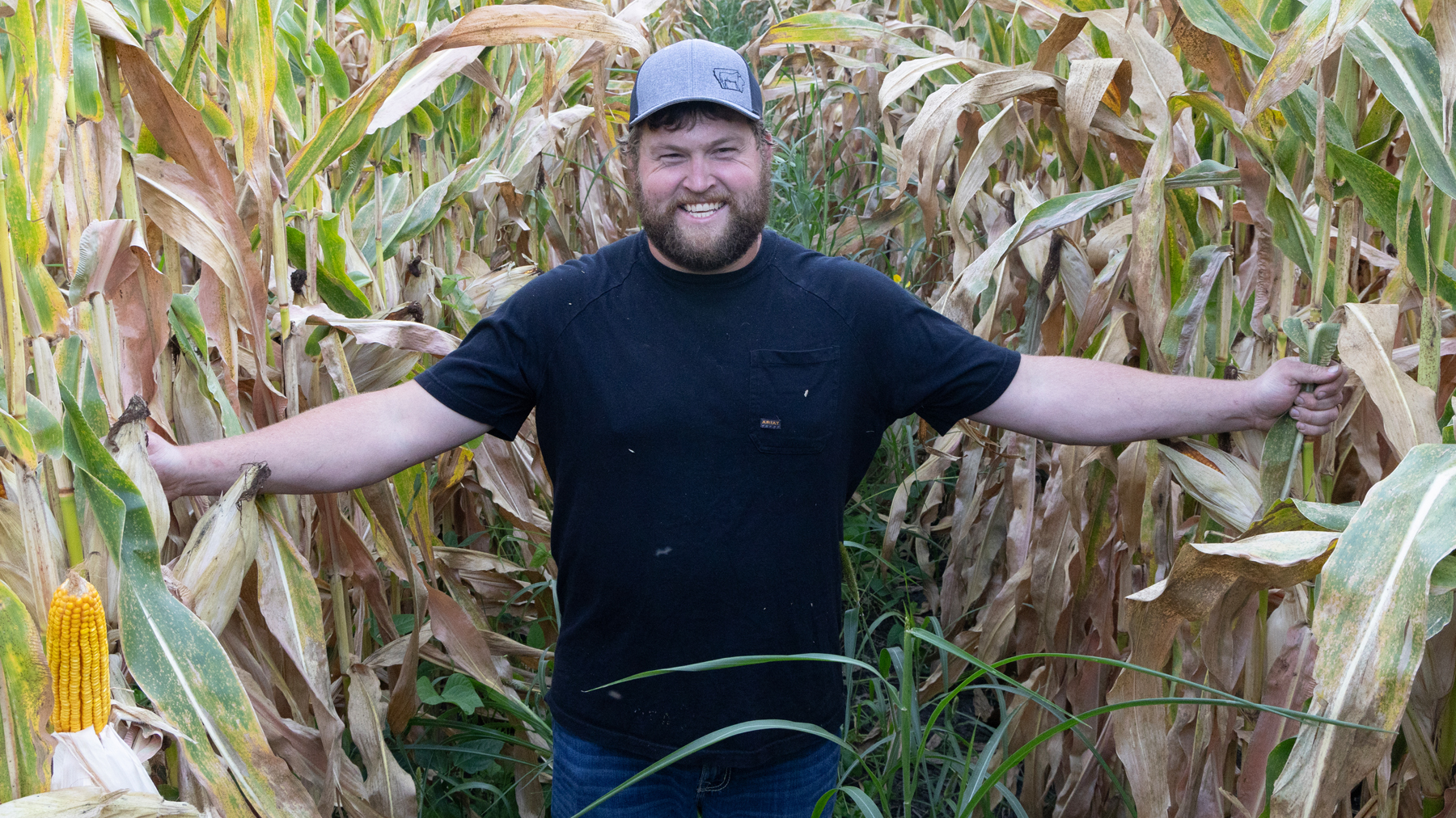 Wide-row corn spurs grazing opportunities