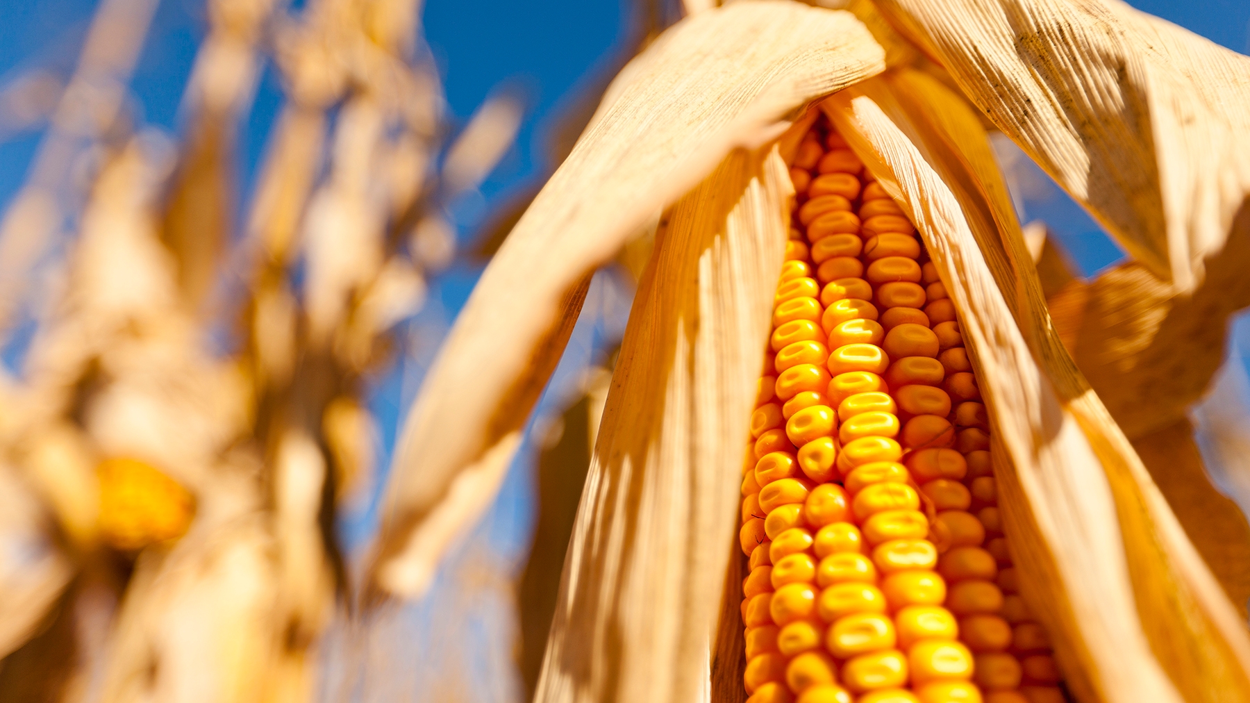 Crop progress: Corn quality improves, soybean quality declines