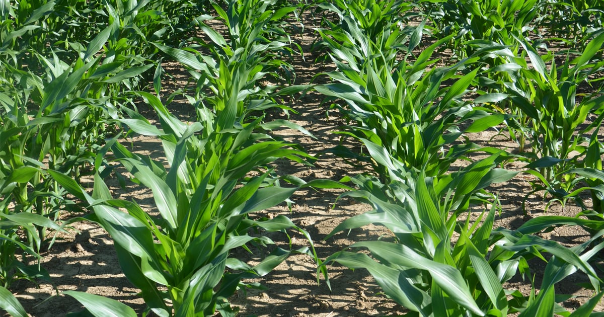 Dow AgroSciences’ Enlist Weed Control System