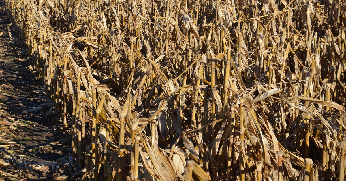 Does corn yield really drop as you harvest later?