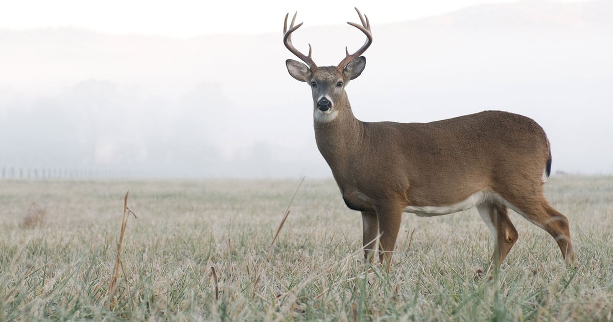 Chronic wasting disease killing deer across the U.S. and Canada