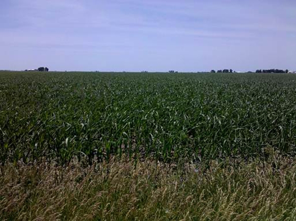 9 ways to manage heat stress on corn, soybeans