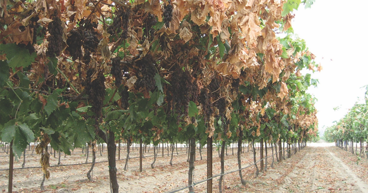 Raisin-drying secrets for success