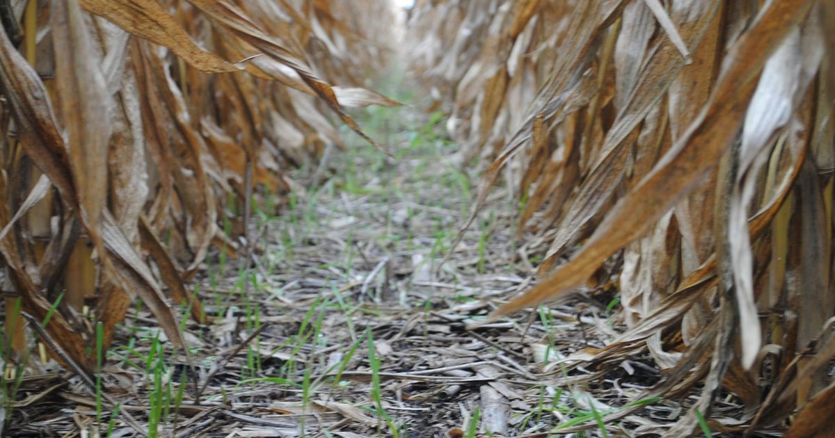 Studying where cover crops fit into a cropping system