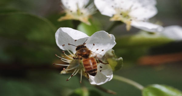 Stress may contribute to poor bee health | Farm Progress