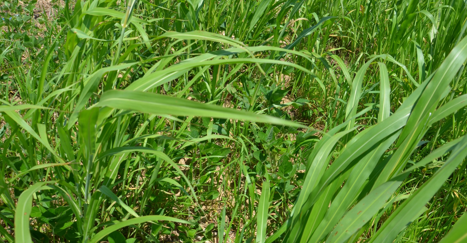 Tips for handling thistle, shattercane, johnsongrass