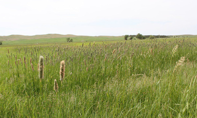 Matching grass hay with livestock nutrient needs