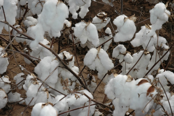 New herbicide resistant traits coming to cotton fields 272756 | Farm ...