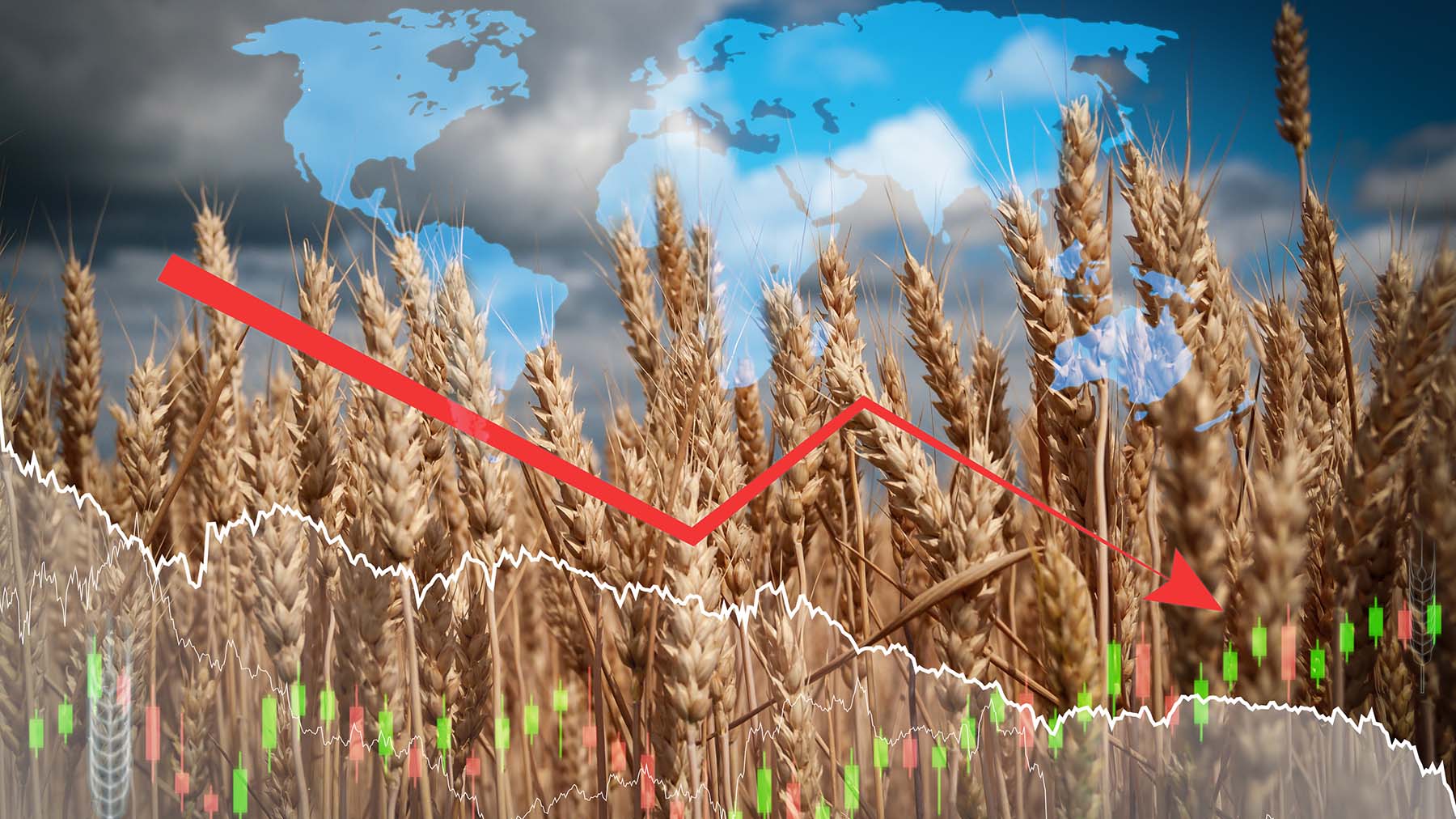 June WASDE serves the markets a reality check