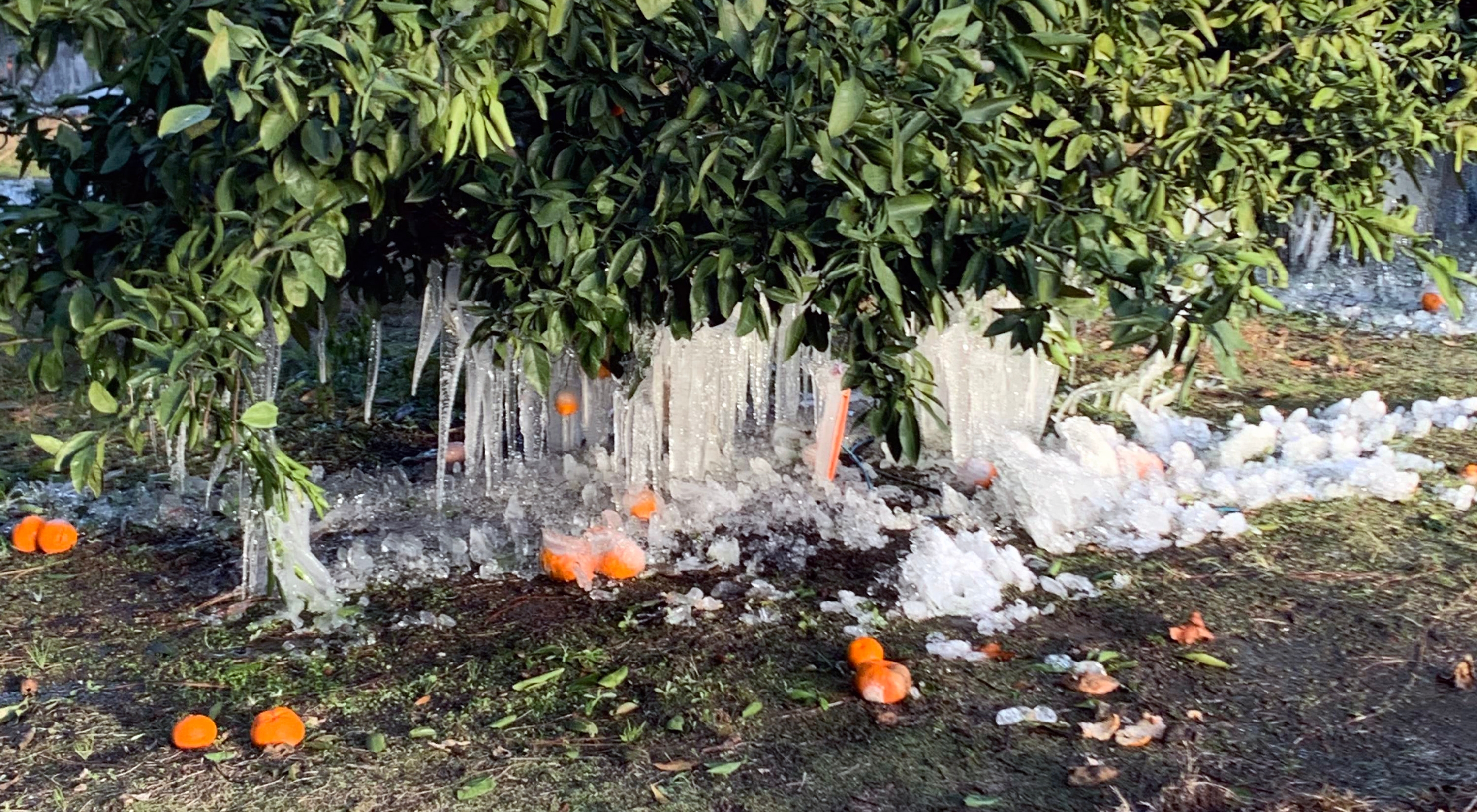 Extreme cold tested new citrus industry