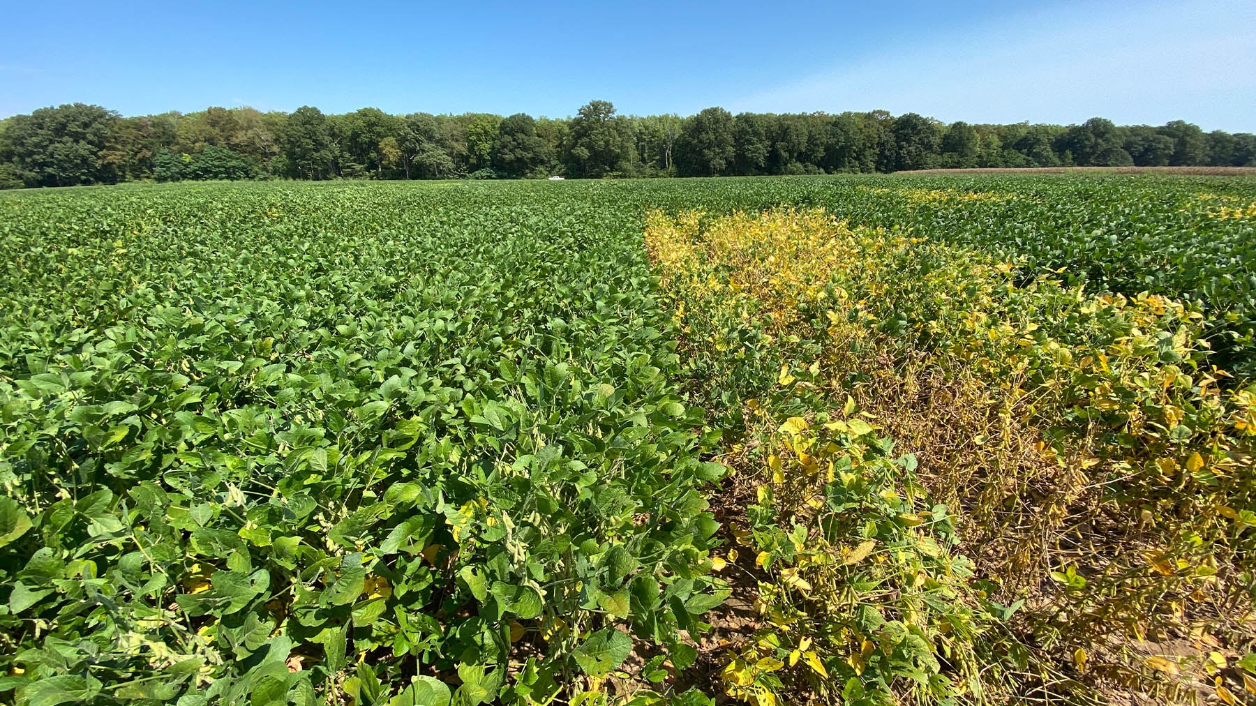 New map charts the distribution of Southern Root-knot Nematode