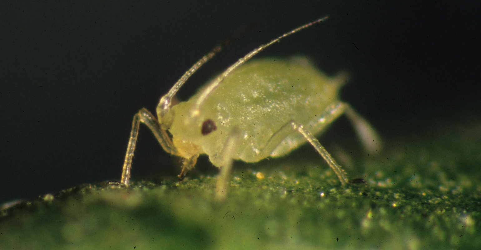 Fight hard-to-kill bugs using integrated approach