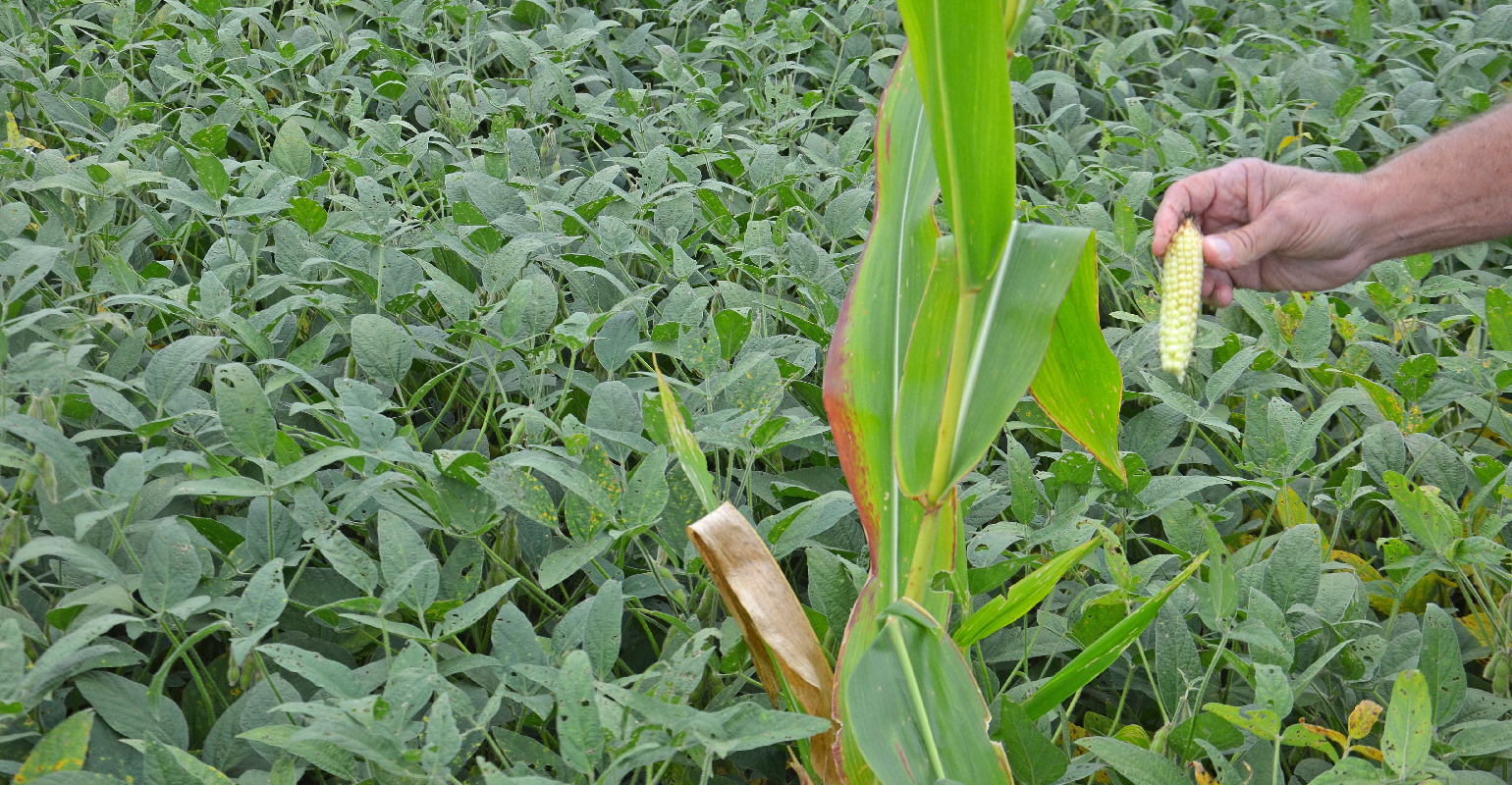 Why you need to control volunteer corn