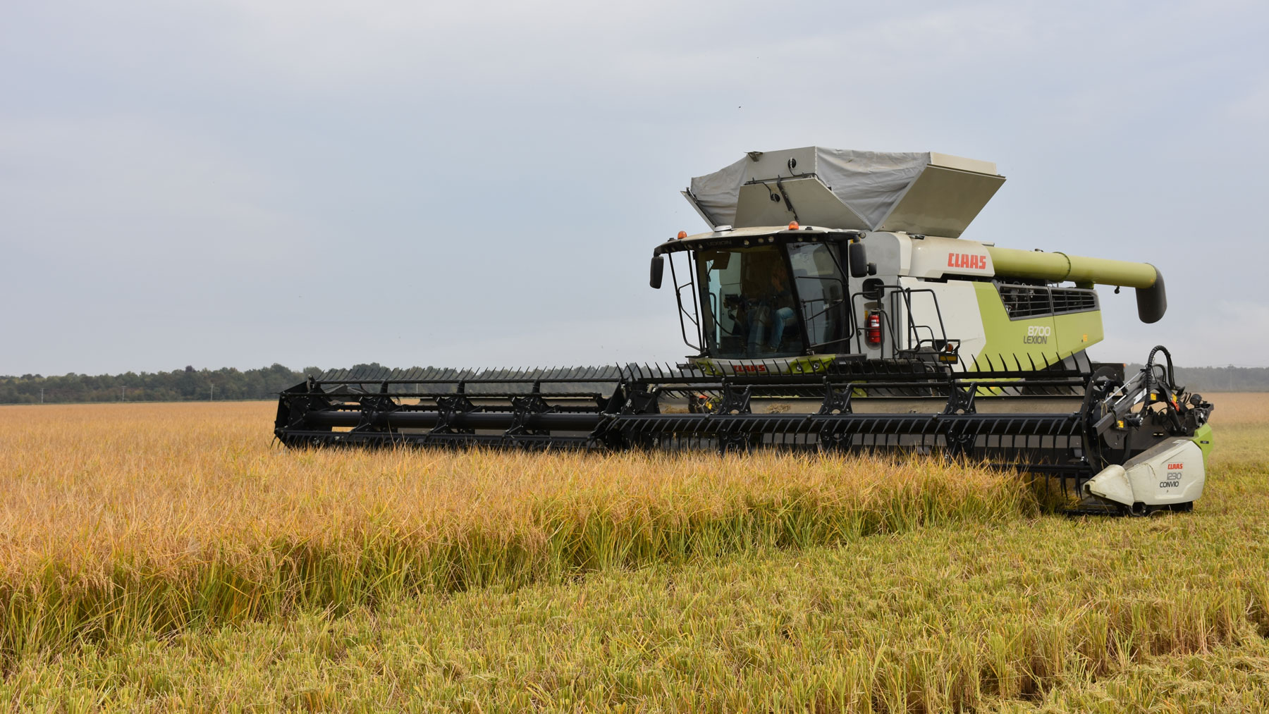 Global rice market shifts: Impact on prices and US exports