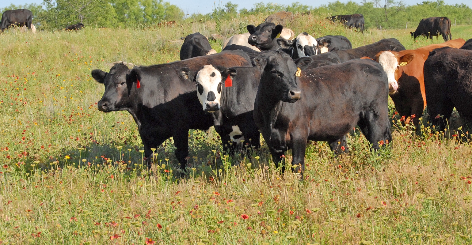 Backgrounding approach kick-starts a ranch