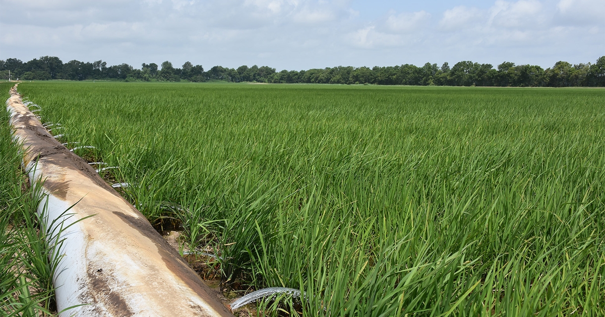 Pitless Pumps: Pros and Cons for farmers using row rice irrigation ...