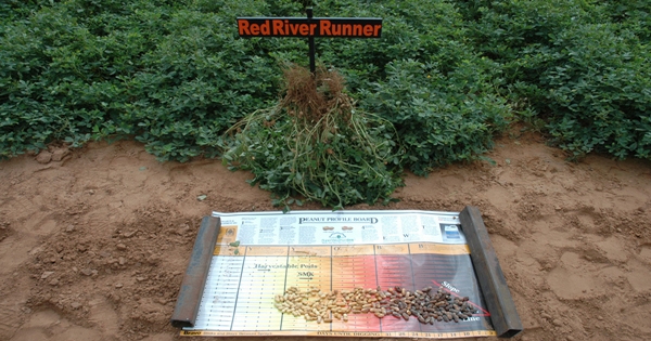 Red River Runner peanuts | Farm Progress