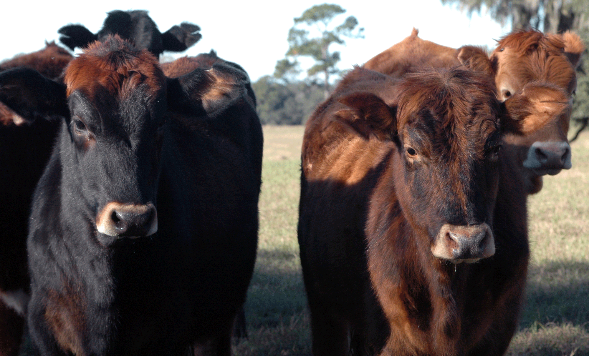 Cattle thief gets caught loading more than he paid for