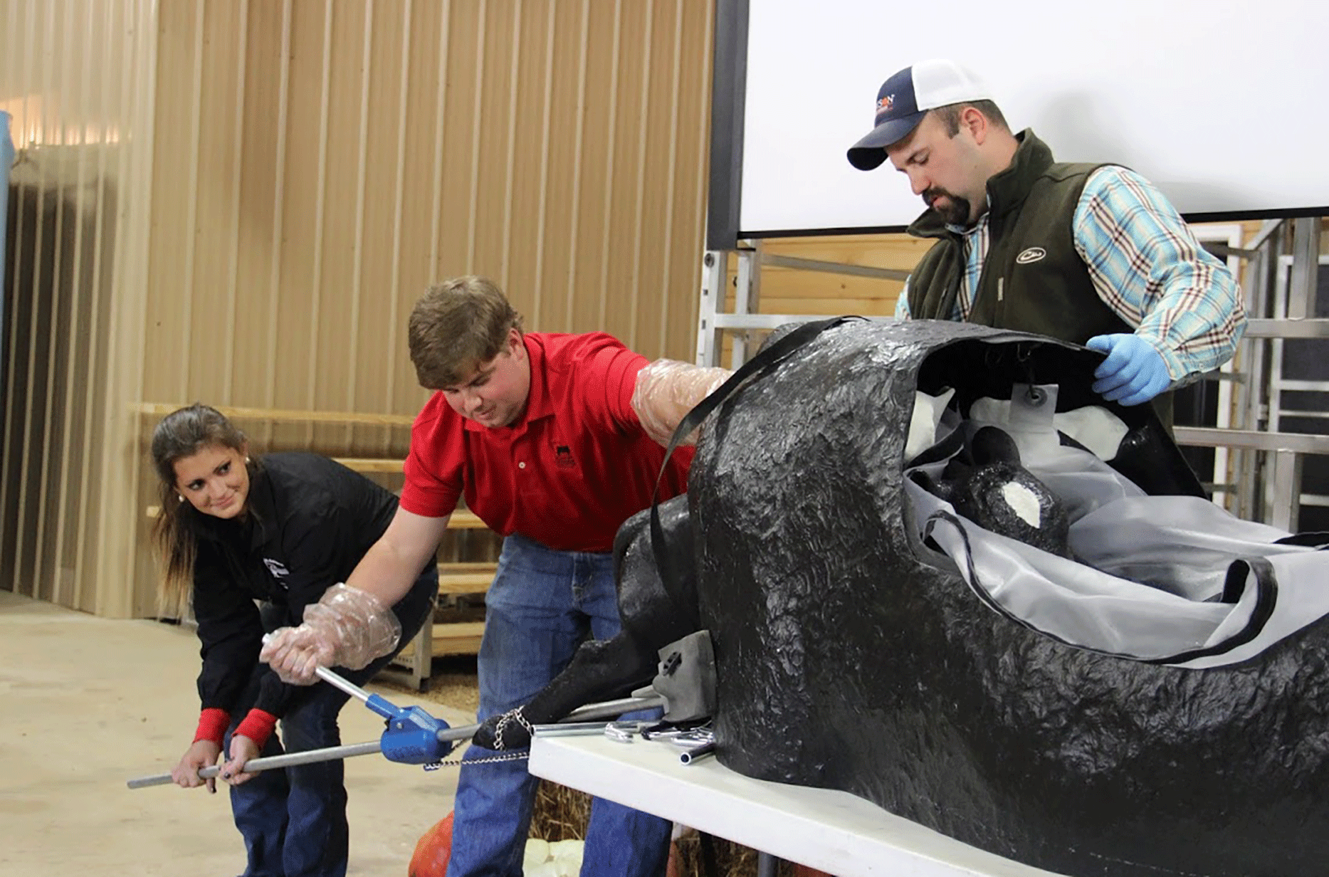 Simulator births ‘calves’ to train cattlemen