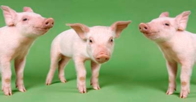 Apply by Nov. 22 to be Pig Farmer of Tomorrow