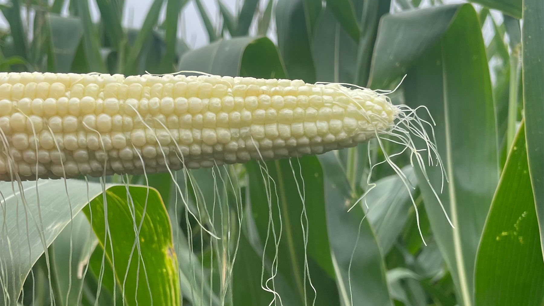 Wrapped corn tassels could cause poor pollination