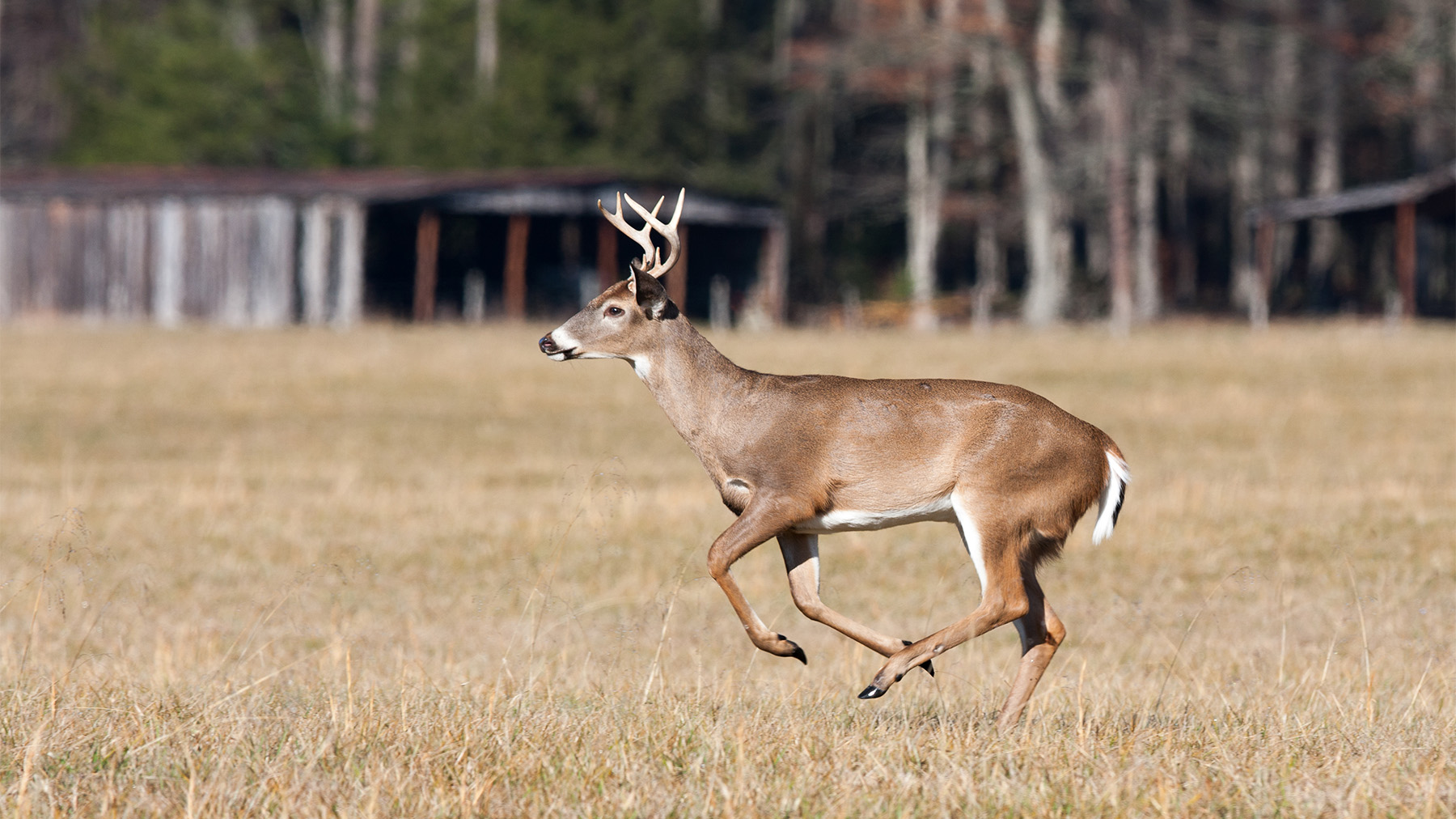 Auburn tests new methods to prevent deer crop damage