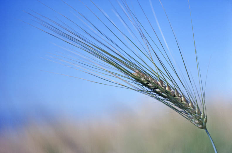 Wheat ‘Rust-Tracker’ a breakthrough in disease prevention | Farm Progress