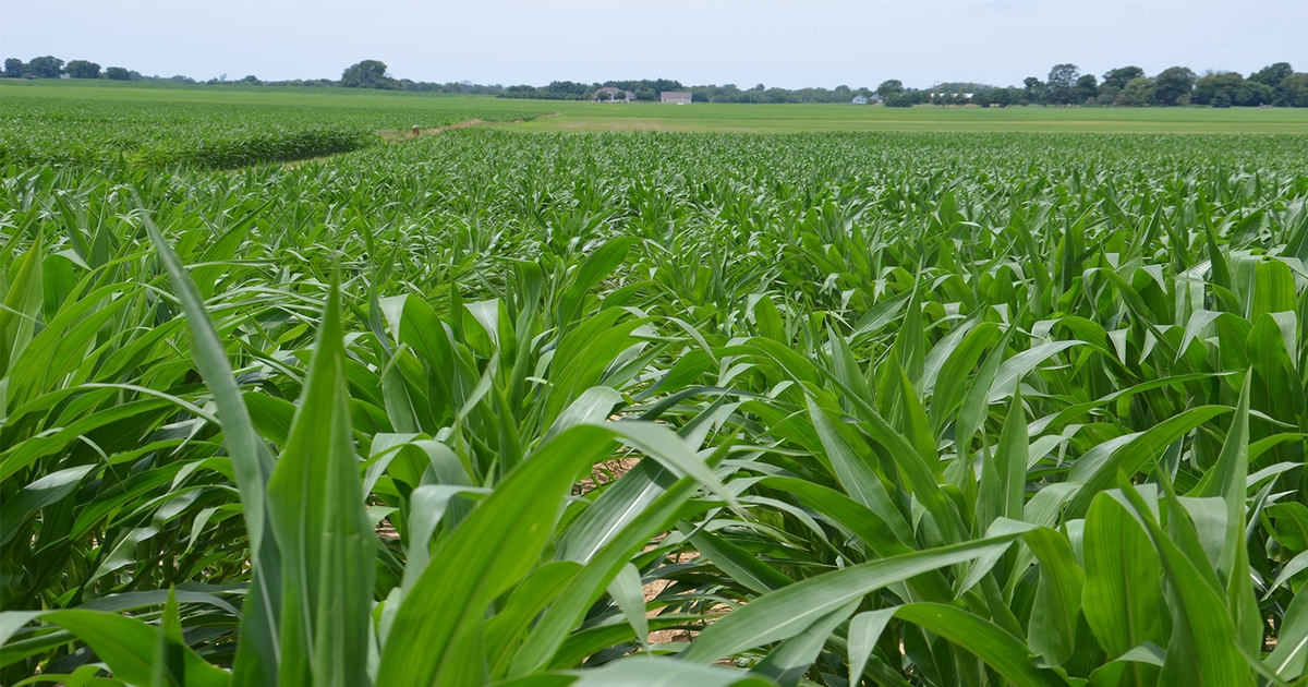cornfields farncombe