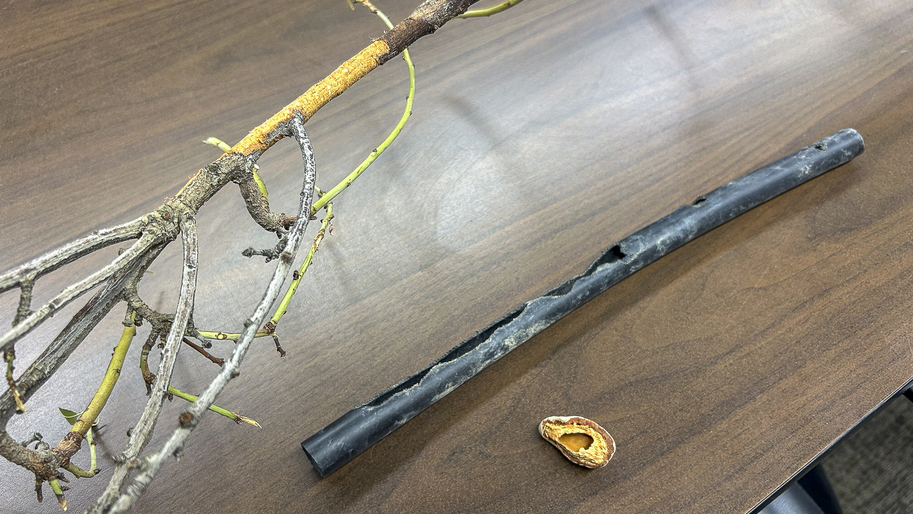 How to control rodents in orchard systems