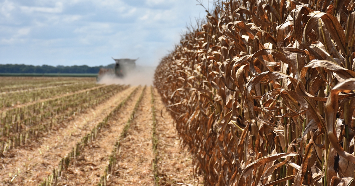 Southern farmers face third year of financial losses
