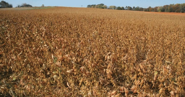 Southeast soybean growers well represented in ASA leadership | Farm ...