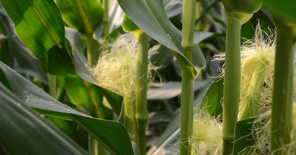 Corn pollination: Key facts farmers need to know for crop success