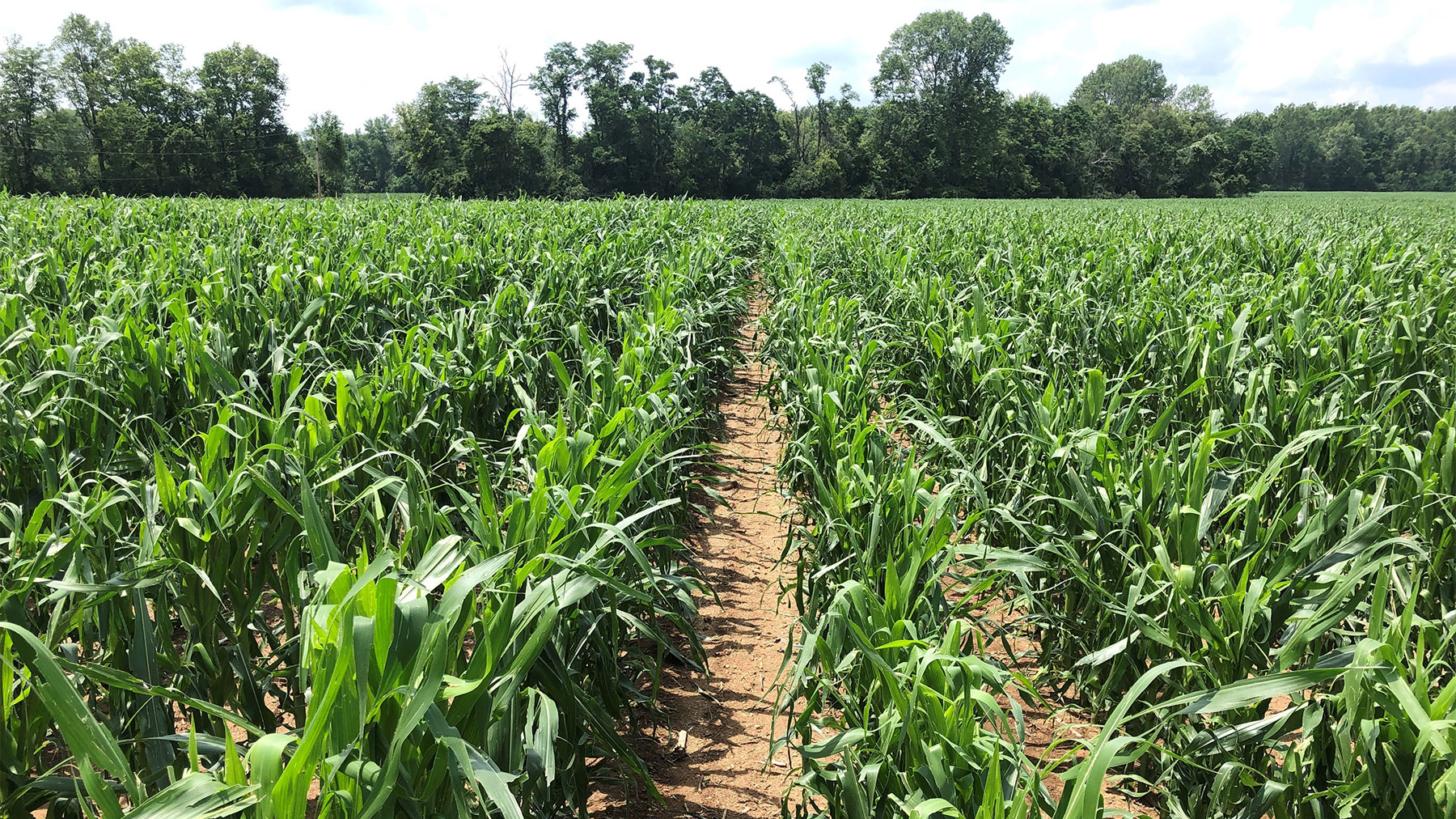 Give corn a chance to recover from storm damage
