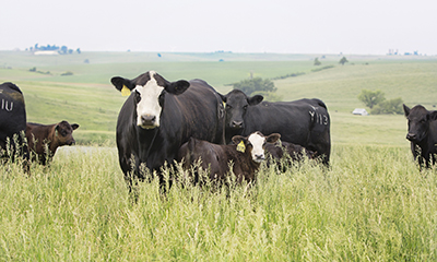 Plan to attend 2016 Cornbelt Cow-Calf Conference