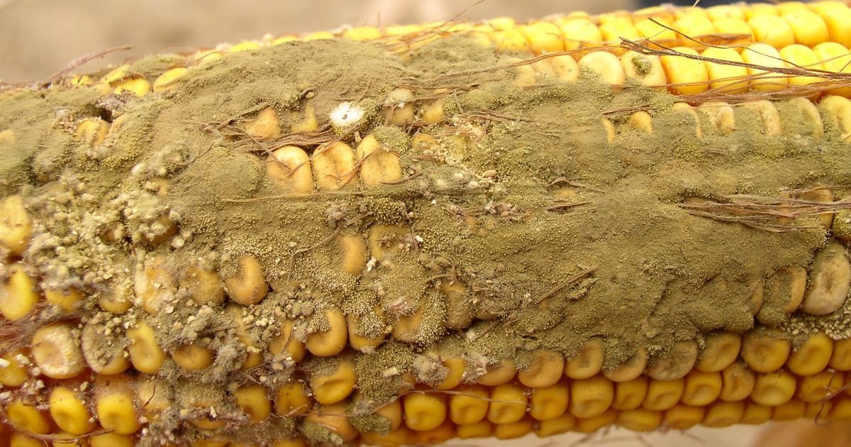 Wet weather raises mold concern in corn | Farm Progress