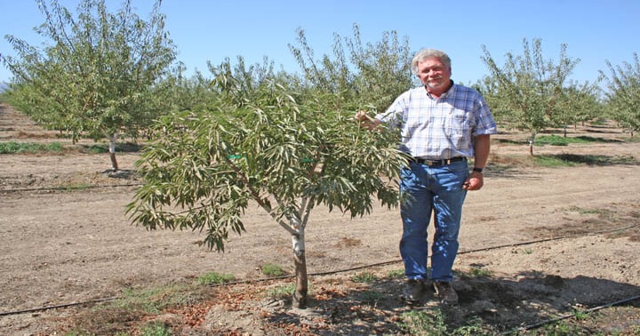 Spring abnormality in Krymsk86 rootstock-based almond trees | Farm Progress