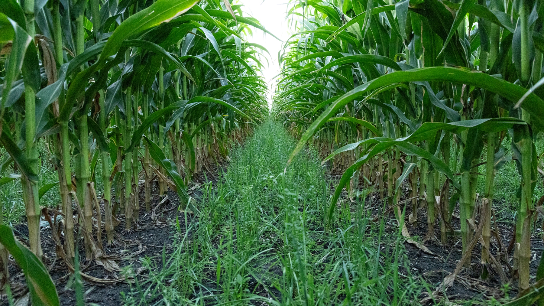 Why this farmer bucks conventional corn spacing with 60-inch twin rows