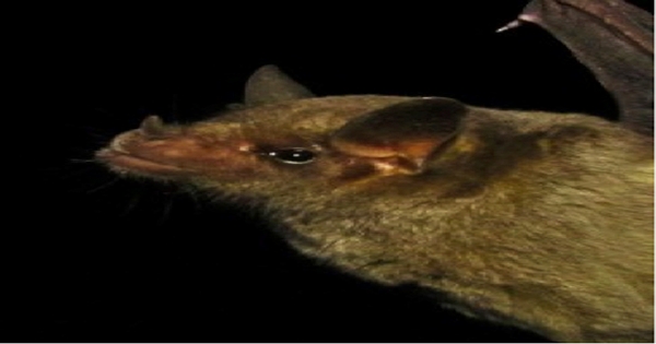Bat study lands young Texas A&M researcher global recognition