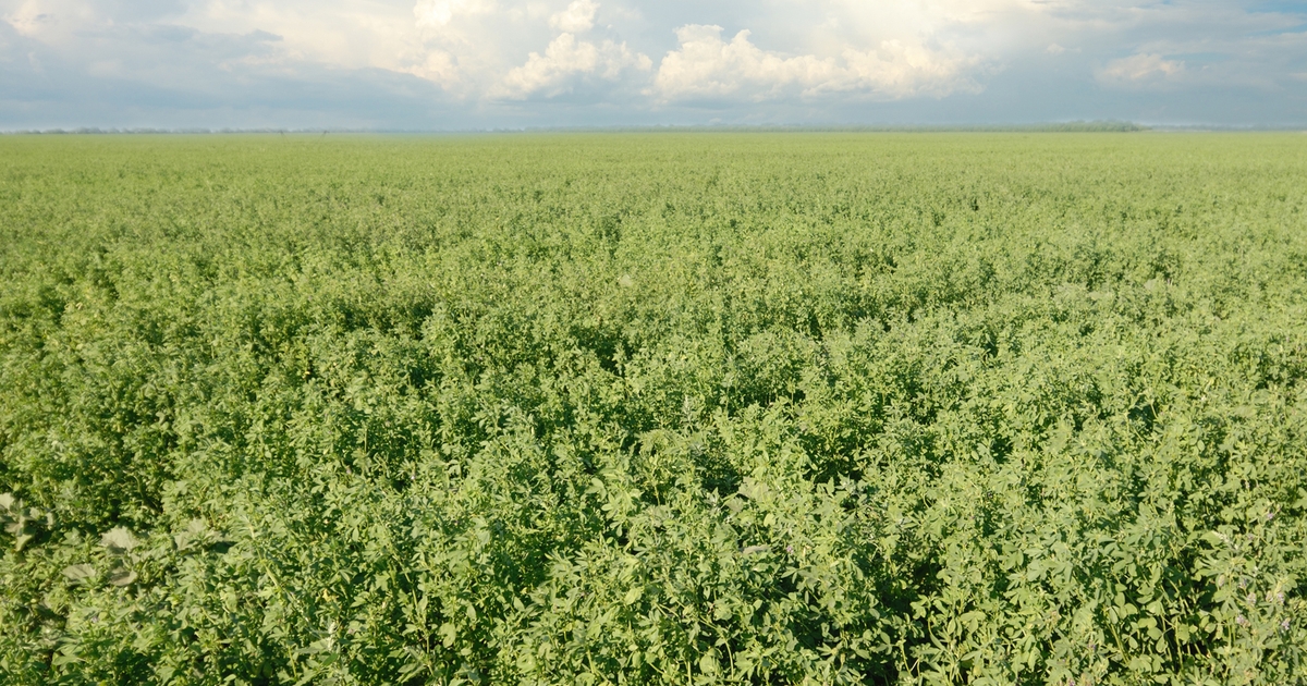 When to harvest small-grain forage