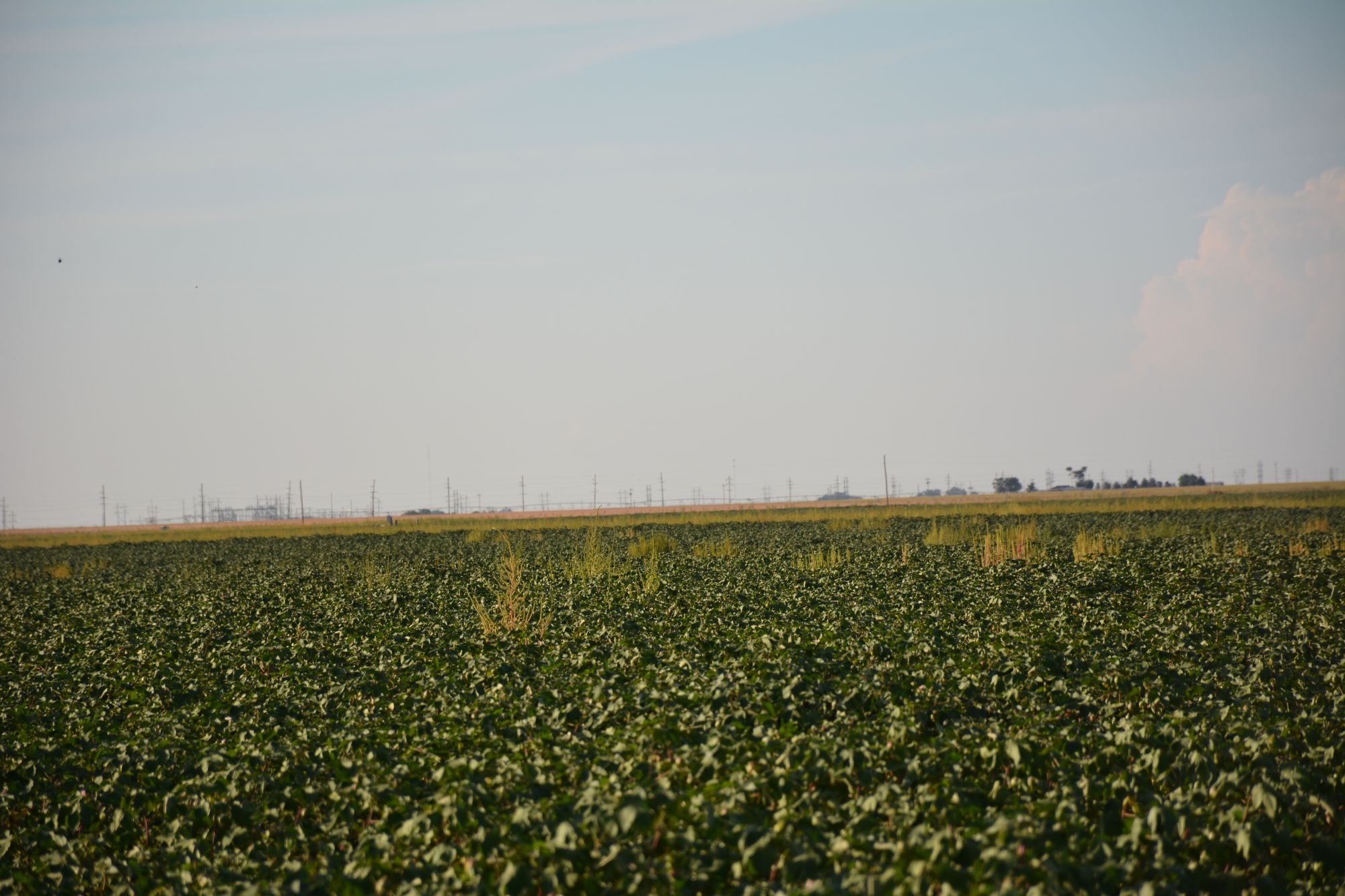 EPA grants label for BASF’s Engenia dicamba formulation